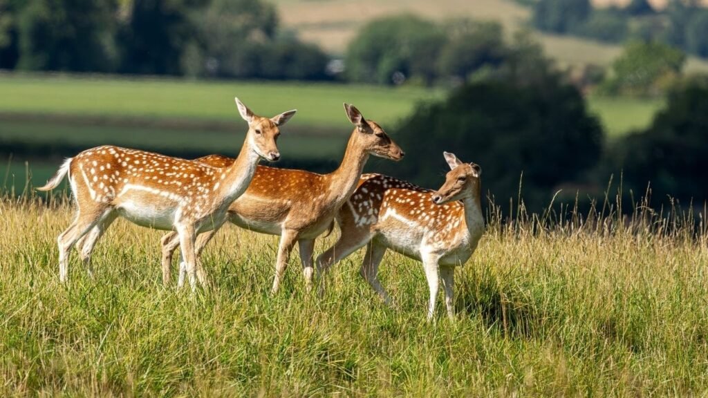 Flora y fauna de Francia – Francia